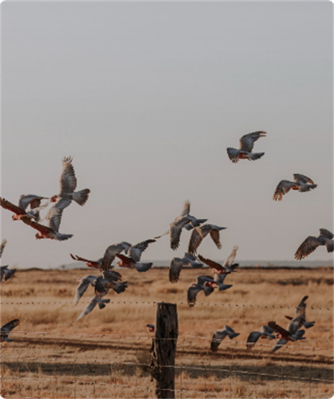 Birdwatching | Experience Winton